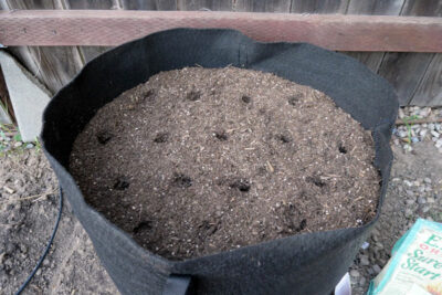 Grow Corn in Containers - Brown Thumb Mama®