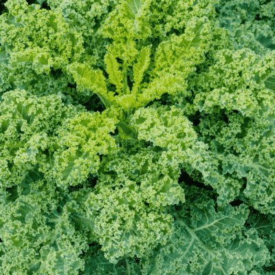 12 Vegetables to Plant in September {Zone 8} - Brown Thumb Mama®