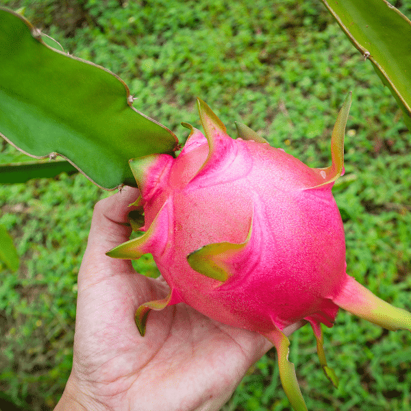 5 Edible Succulents: How to Grow Them and How to Eat Them - Brown Thumb ...