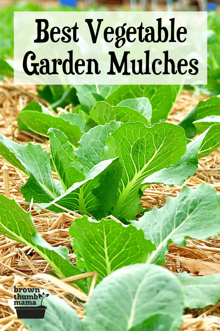 Best Mulch for Your Vegetable Garden - Brown Thumb Mama®