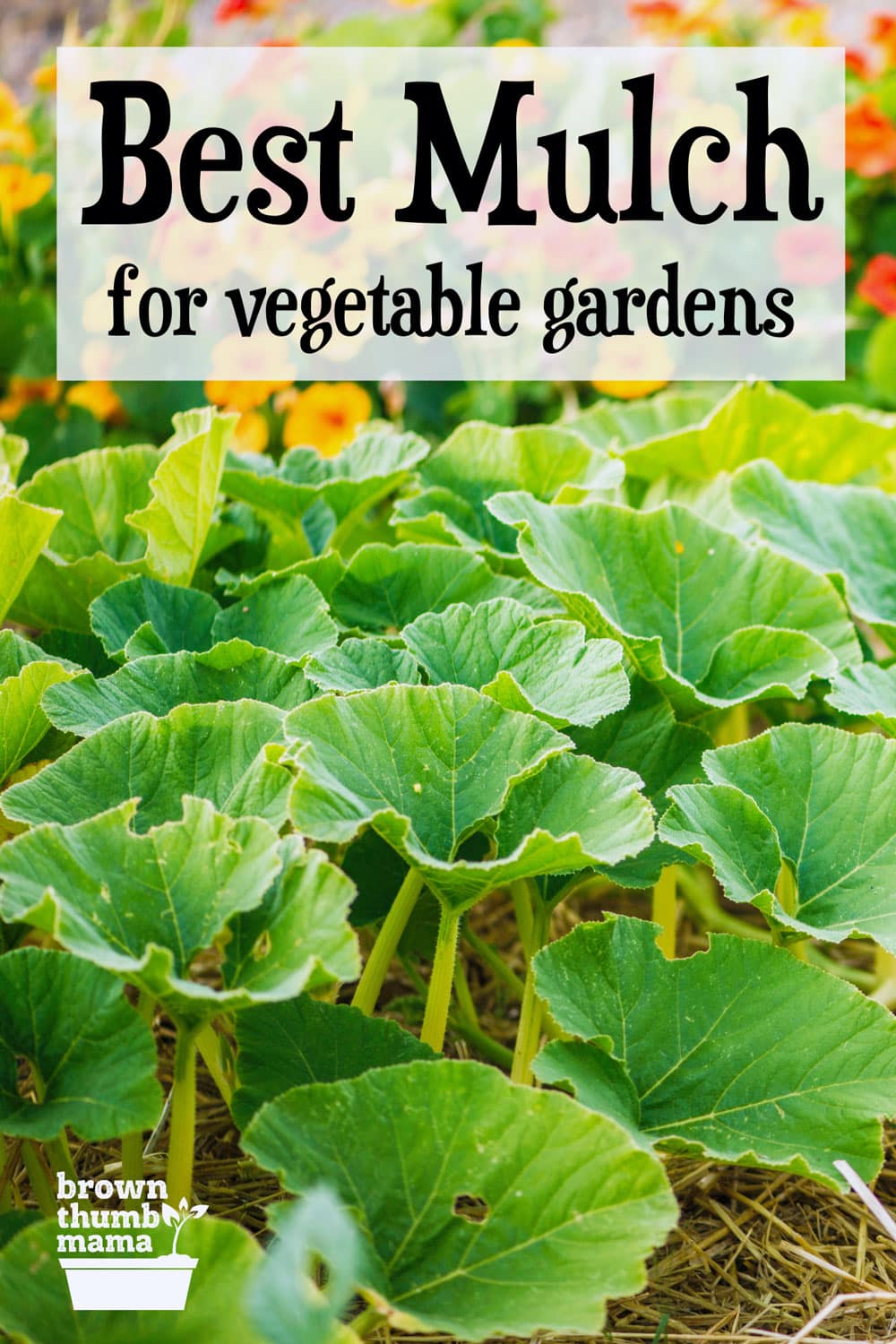 Best Mulch for Your Vegetable Garden - Brown Thumb Mama®