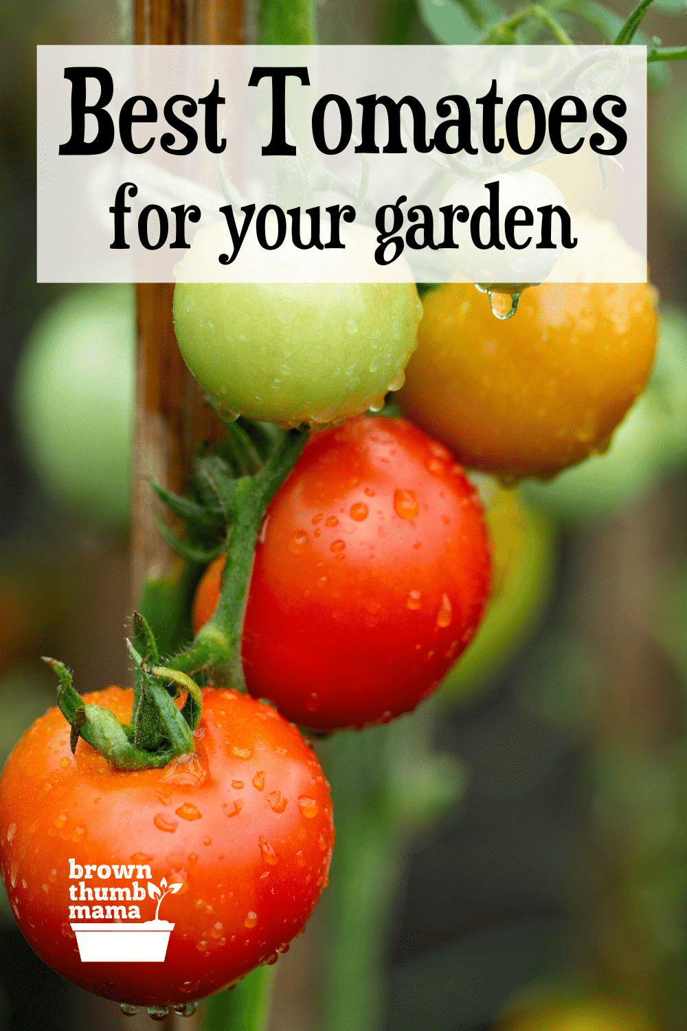 Choose the Best Tomato for Your Garden - Brown Thumb Mama®
