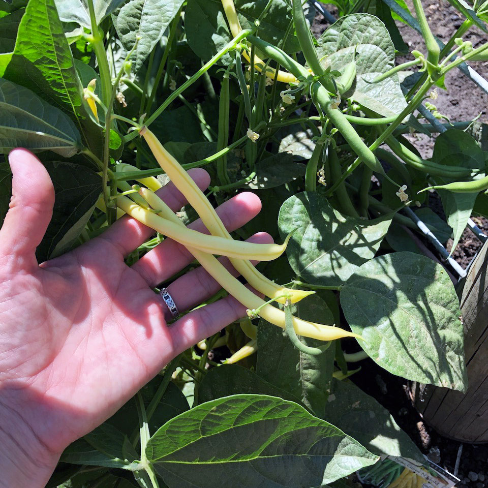 How to Grow Green Beans - Brown Thumb Mama®
