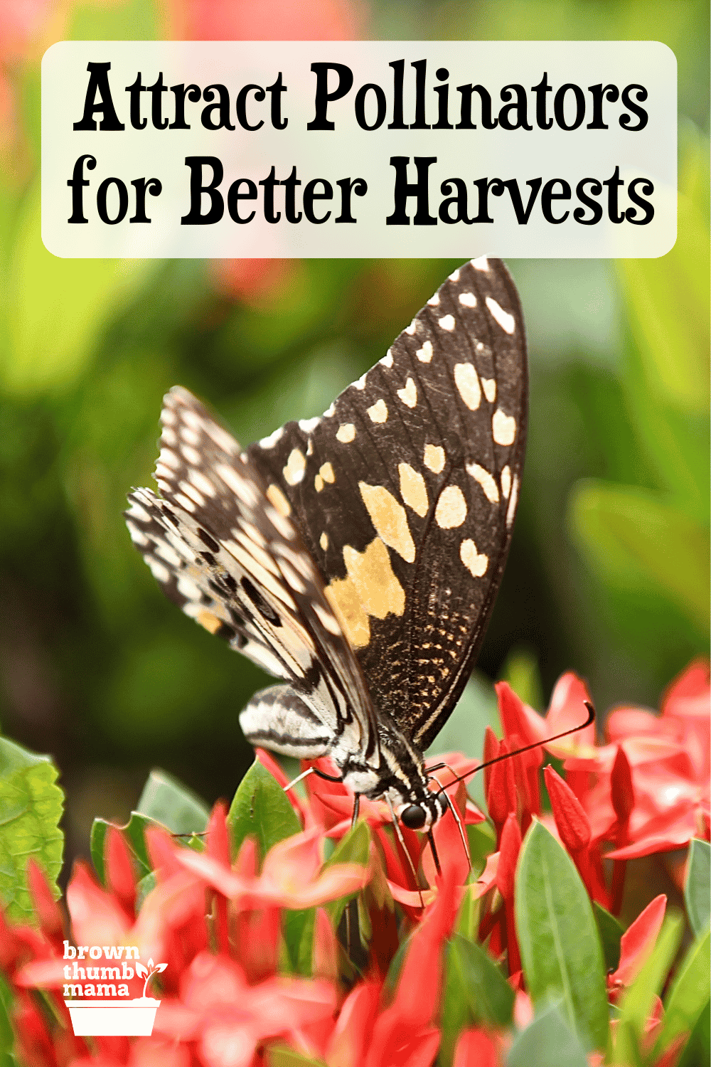 Attract Pollinators to Your Vegetable Garden - Brown Thumb Mama®