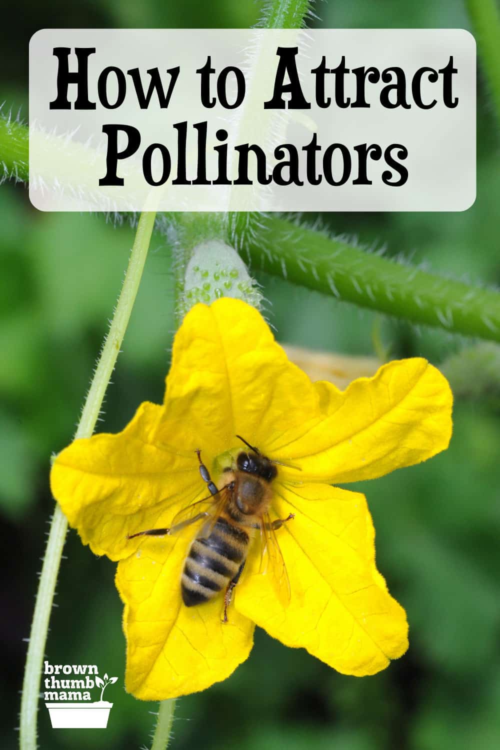 Attract Pollinators to Your Vegetable Garden - Brown Thumb Mama®
