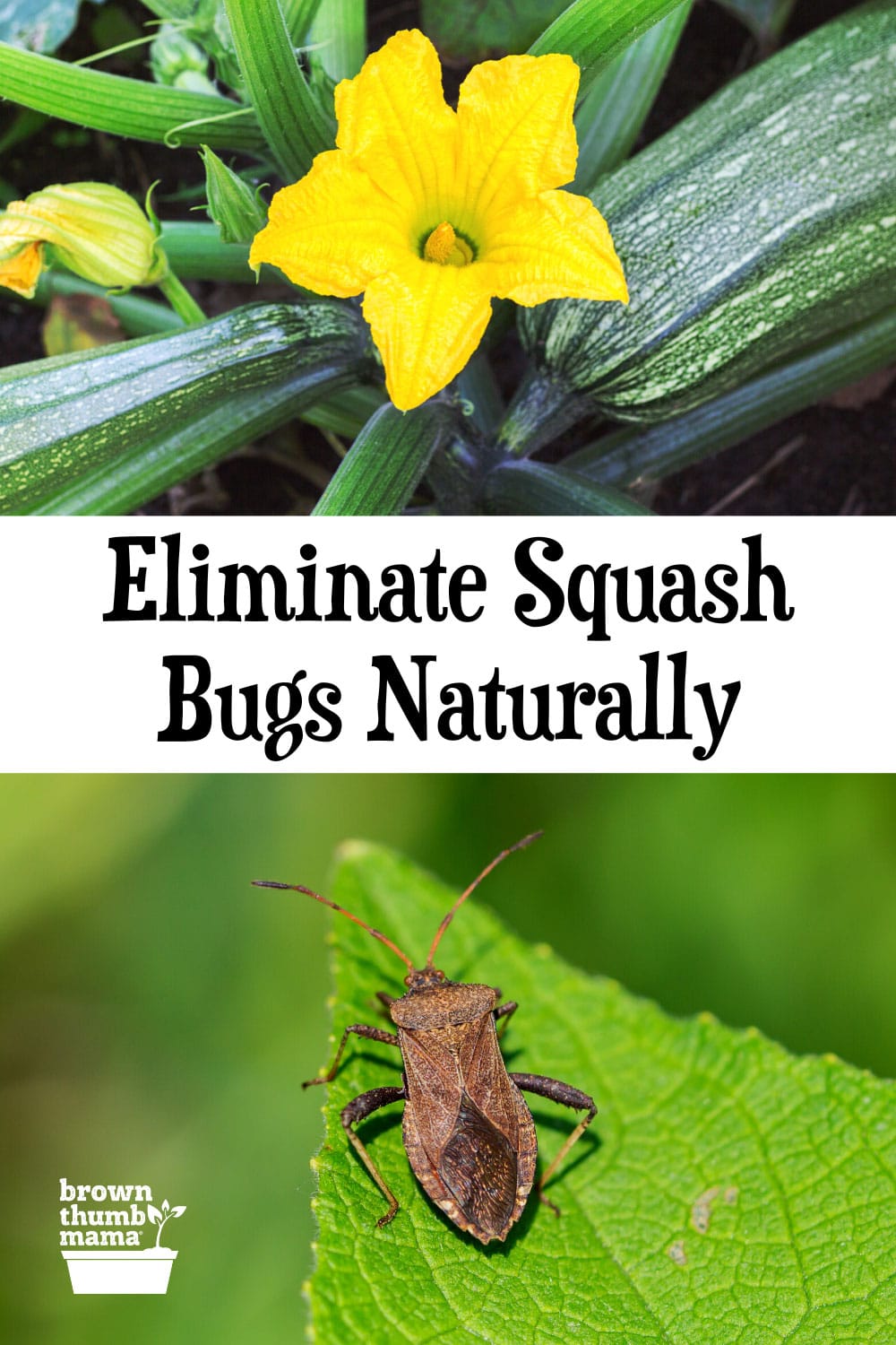 Get Rid of Squash Bugs Naturally - Brown Thumb Mama®