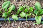 How to Grow Spinach - Brown Thumb Mama®
