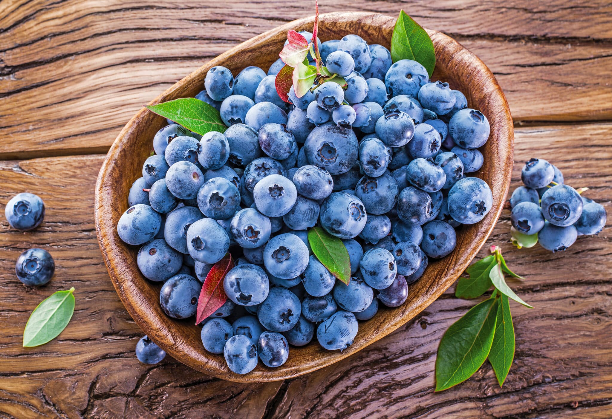 Grow Blueberries in Containers - Brown Thumb Mama®