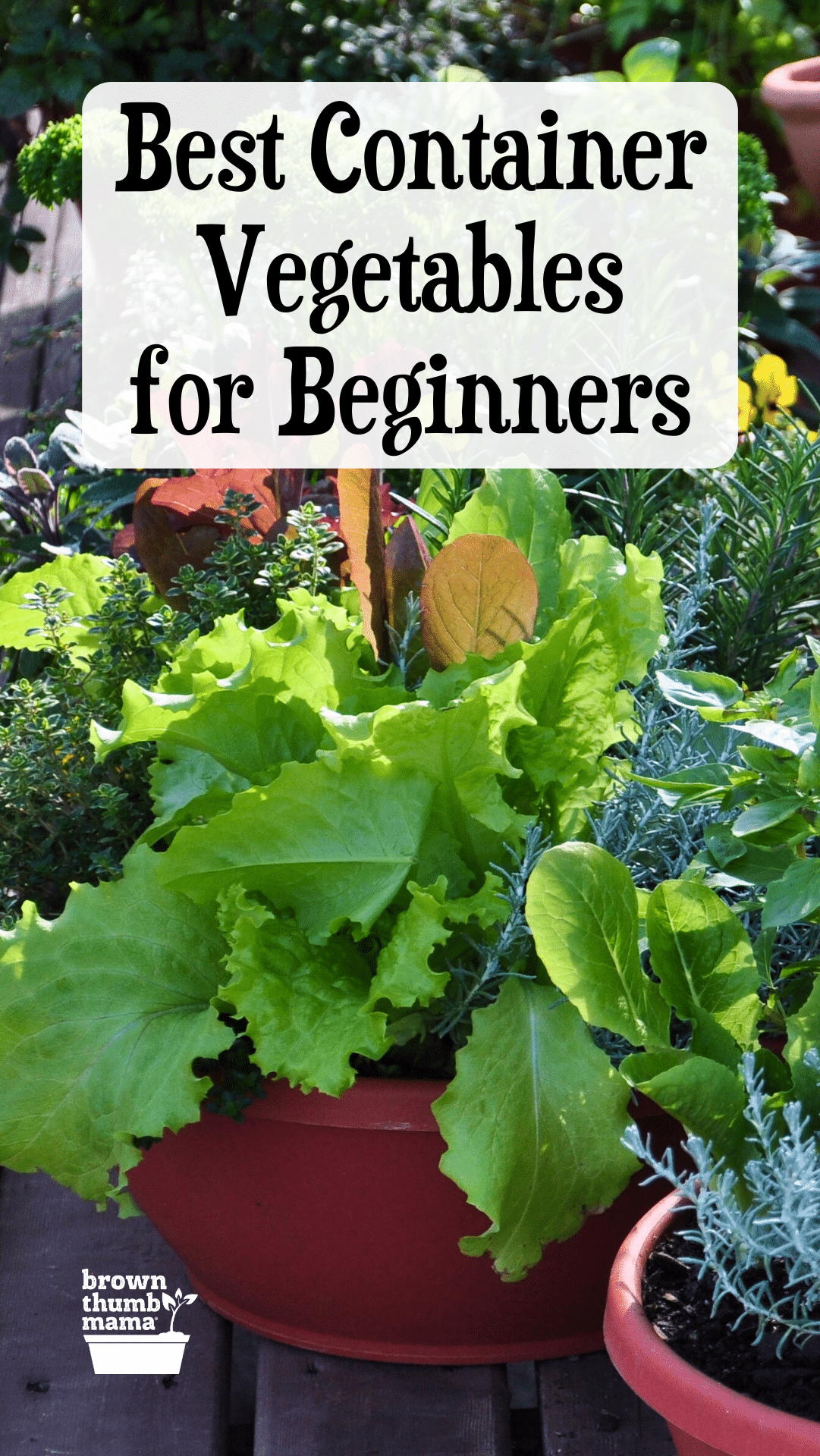 5 Best Container Vegetables for Beginning Gardeners - Brown Thumb Mama®