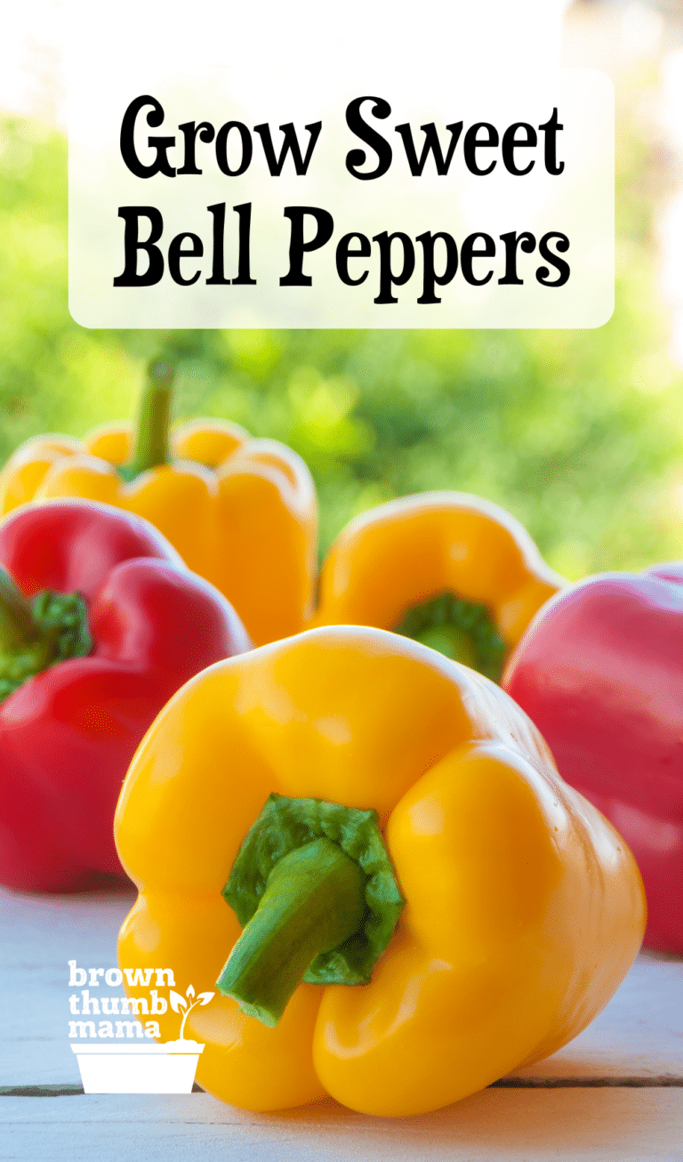 How to Grow Bell Peppers - Brown Thumb Mama®
