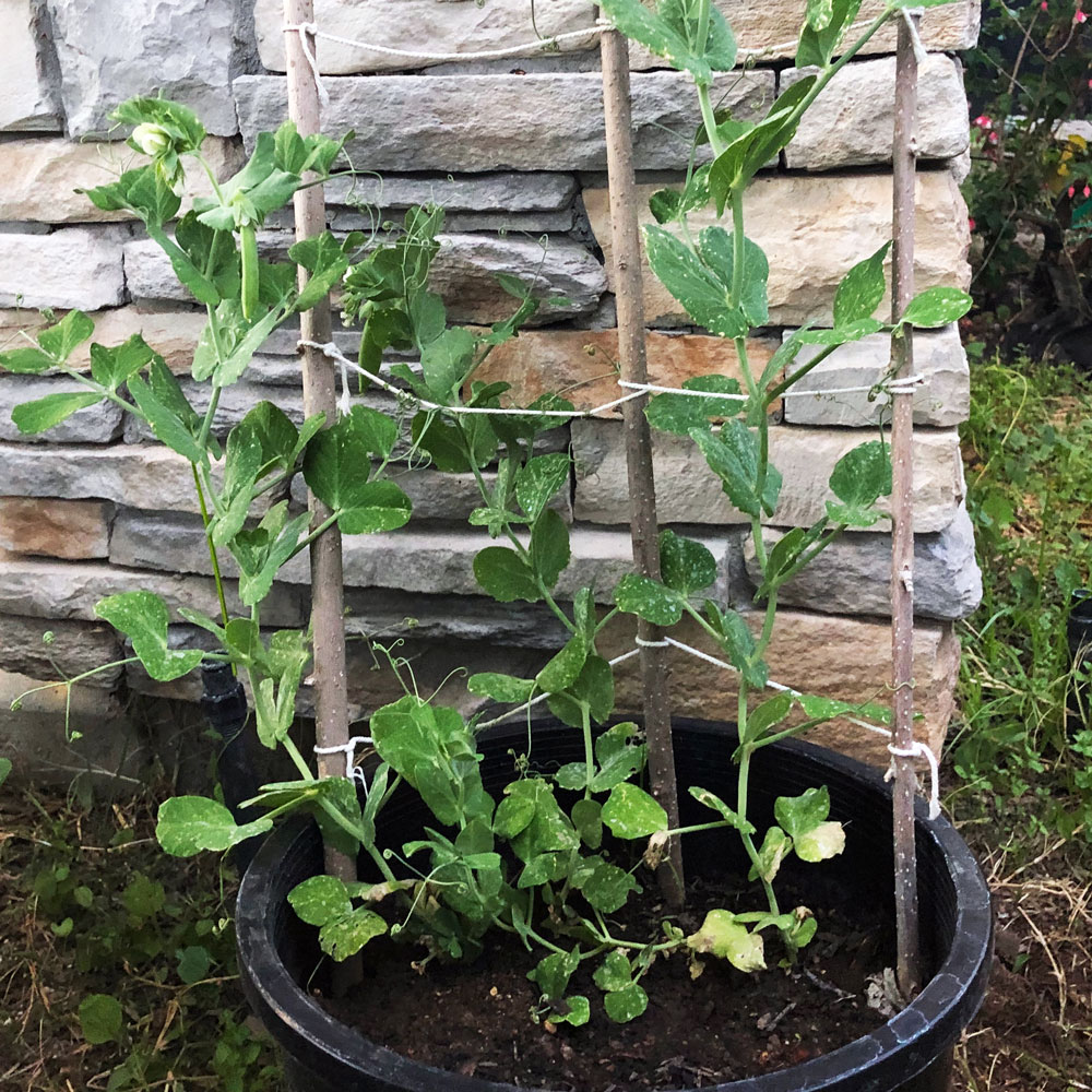 How to Grow Snap Peas - Brown Thumb Mama®