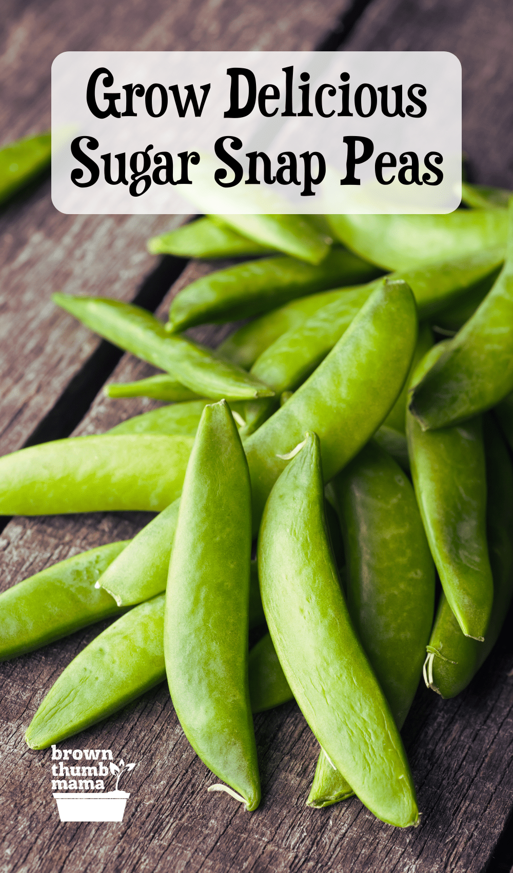 How to Grow Snap Peas - Brown Thumb Mama®